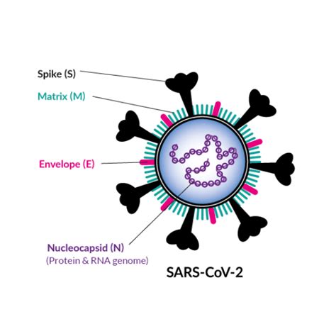 Sars Cov 2 Structural Genes