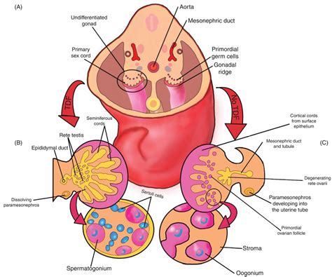 Anatomy And Embryology Of The Male Reproductive Tract And Gonadal Development The Epididymis
