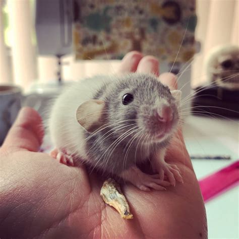 Previous Bb Rat Pups Bosworth Blues Rattery