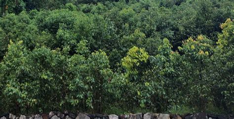 Knuckles 🌿 Ceylon Cinnamon Flourishing In Godamuna Estate 🌿 The