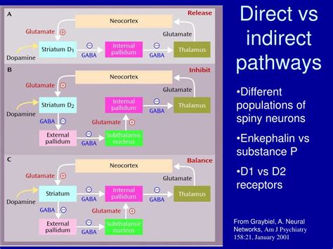 Ppt The Basal Ganglia Powerpoint Presentation Free Download Id692539