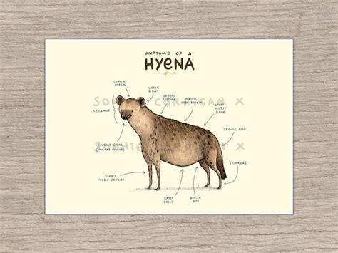 Anatomy Of A Hyena Signed Art Print Etsy