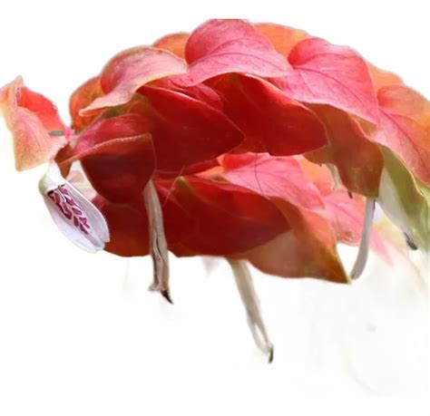 Planta Flor Camaron Cuotas Sin Interés