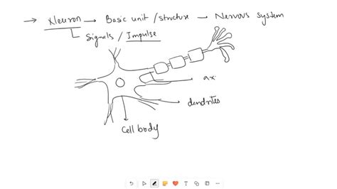 solved a junction where one neuron can transfer an impulse to another