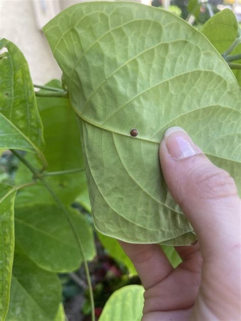 Finally Picked Up B Caapi R Druggardening