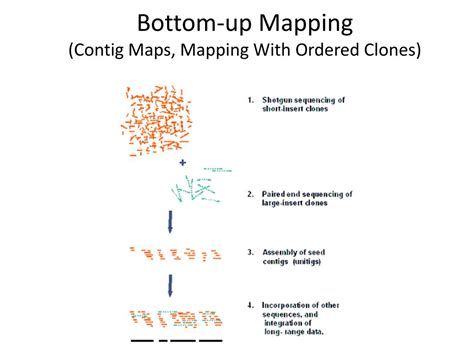 Ppt Physical Mapping And Positional Cloning Powerpoint Presentation Free Download Id6892228
