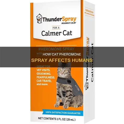 How Cat Pheromone Spray Affects Humans Petshun