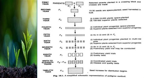 Selection Pure Line Mass And Pedigree Breeding Methods For Self Pol