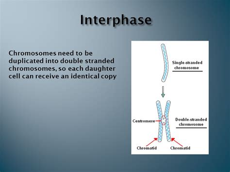 Cell Replication Mitosis And Meiosis Ppt Video Online Download