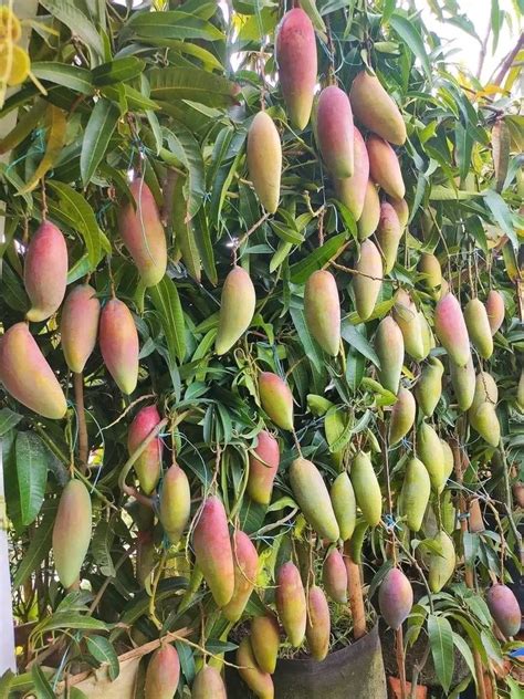 Yummy Mango 🥭 농업 아름다운 장미 과일
