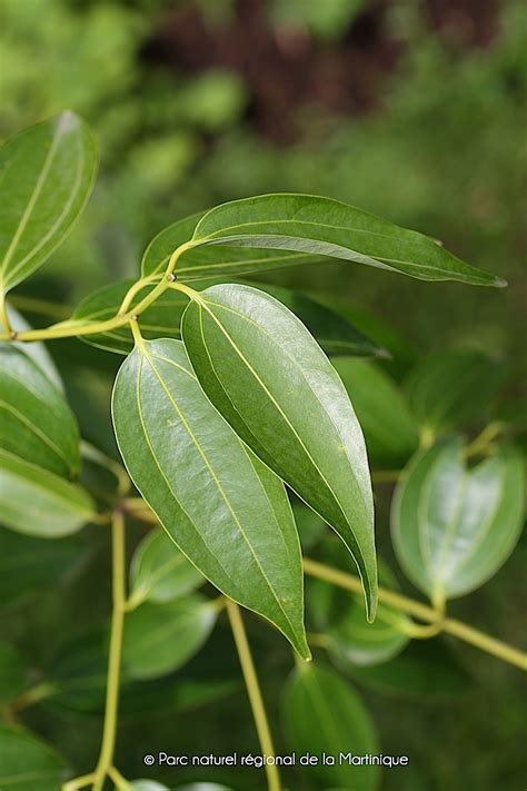 Cinnamomum verum | TRAMIL