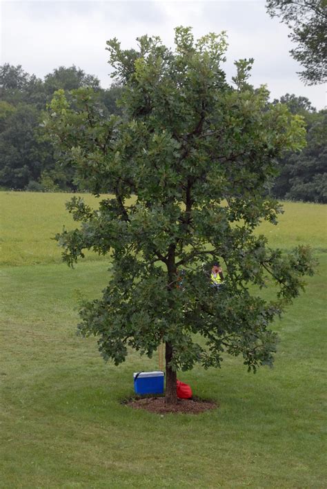 Quercus Macrocarpa Bur Oak Oaks North Carolina Extension Gardener