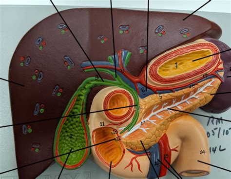 Accessory Organs Model Diagram Quizlet