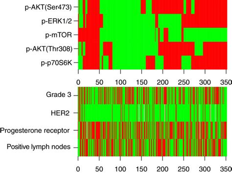 unsupervised hierarchical clustering of tumor samples and corresponding