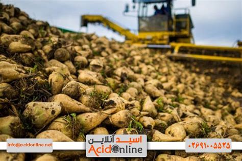 چغندر قند و تولید اسید سیتریک از آن اسید آنلاین