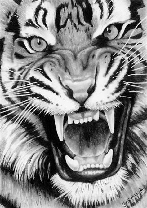 Black And White Drawings Of Tigers