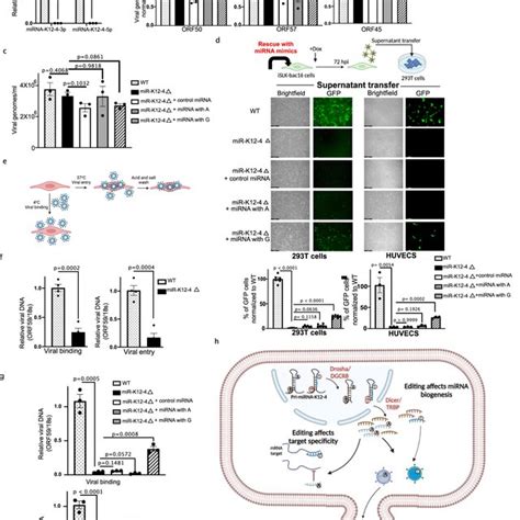 Global Analysis Of Host A To I Editing During The Kshv Lifecycle A Download Scientific Diagram