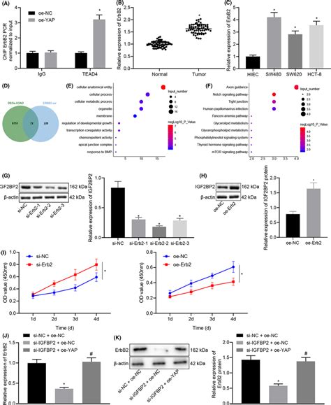 Insulin‐like Growth Factor 2 Mrna‐binding Protein 2 Igf2bp2