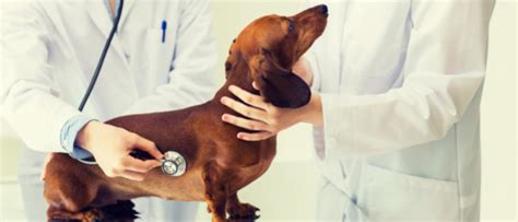 Паразити при кучетата Кога състоянието е опасно