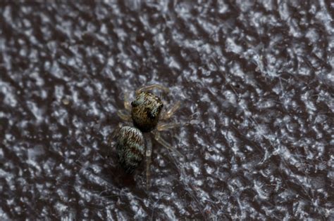 Unknown Spiderling Bugguide Net