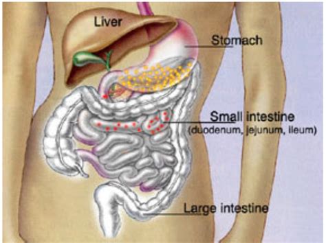 Multi Unit Pellet Systems Mups Orioled Hub