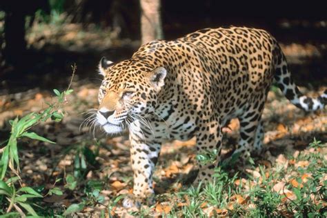 Jaguar Photo Gallery
