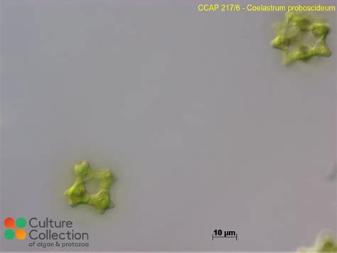 Coelastrum Proboscideum