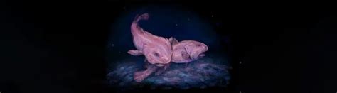 Blobfish Facts About The Bizzare Deep Sea Creature