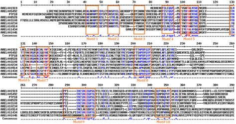 Multiple Sequence Alignments Of The A Aegypti PTP Domains With The PTP Download Scientific