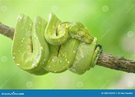 Close Up Of A Green Tree Python Morelia Viridis Stock Image Image Of Background Color 288733293
