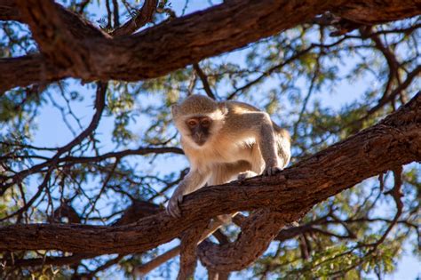 Harnas Guest Farm And Wildlife Sanctuary By Naankuse Namibia App