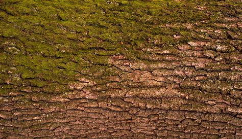 구호는 오래 된 오크 나무 껍질의 창조적인 짜임새 그것에 녹색 이끼와 나무의 갈색 껍질의 릴리프 텍스처 갈색에 대한 스톡 사진 및 기타 이미지 Istock
