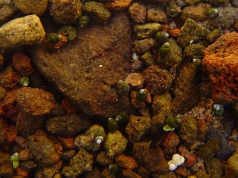 Pyrgulopsis Trivialis Three Forks Springsnail Arizona Wildlife Conservation Strategy