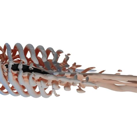 Top View Of The Propeller Rudder Assemble Showing The Qcriterion Download Scientific Diagram