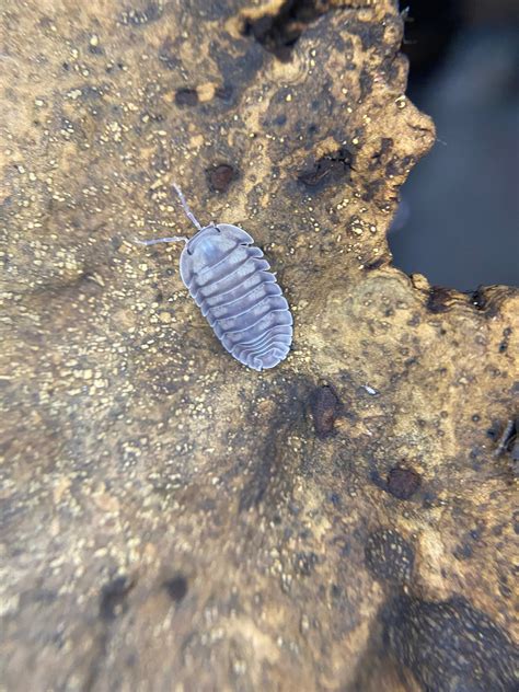 Products The World Of Isopods