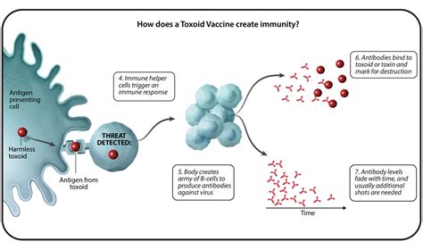 Understanding Six Types Of Vaccine Technologies Pfizer Understanding Six Types Of Vaccine Technologies Pfizer