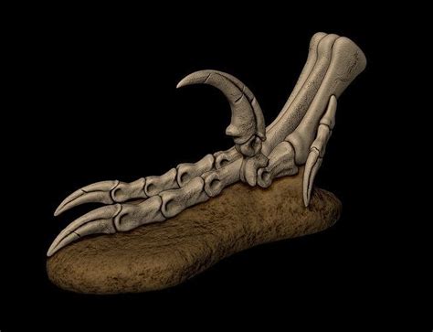 Velociraptor Foot