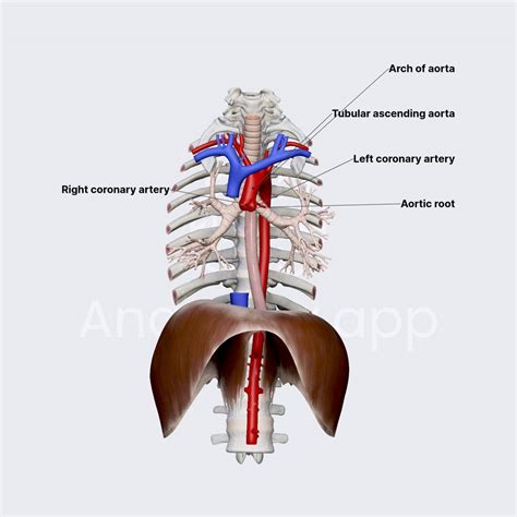 Ascending Aorta Anatomy App
