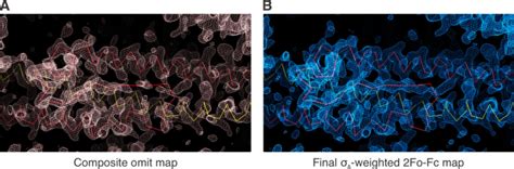 Fig S1 Ndc80 Loop Human Electron Density Maps A Ca Ribbon Trace Of Download Scientific