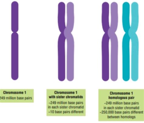unit 3 chpt 10 chpt 14 cell division flashcards quizlet