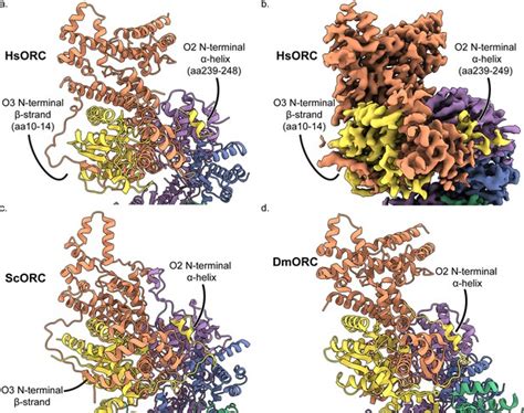 Figures And Data In The Dynamic Nature Of The Human Origin Recognition