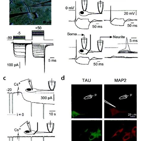 Calcium Current Recordings In Processes Of Sympathetic Neuronsa