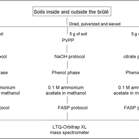 Schematic Representation Of The Protein Extraction Methods Download