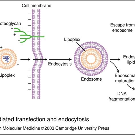 Cationic Liposome Cationic Lipid Liposome Nxfjo