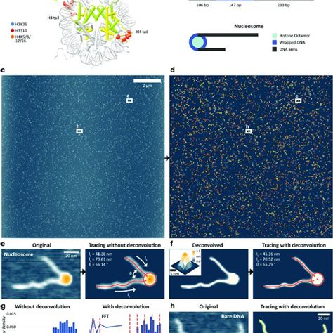 Dna And Nucleosome Structure Parameters From Automated Afm Image