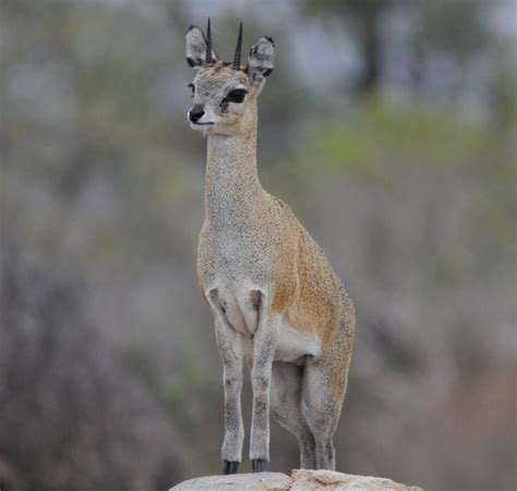 Klipspringerone Of The Tiny Ten African Antelope African Wildlife