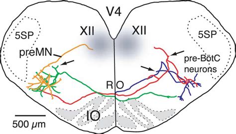 Patterns Of Axonal Projections And Cell Morphology Of Pre Bötc