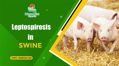 Leptospirosis In Swine
