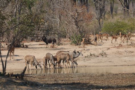 Whats Happening At Mashuma Pan Molori Private Collection