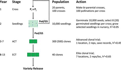 schematic overview of the pedigree breeding program seed‐ped and